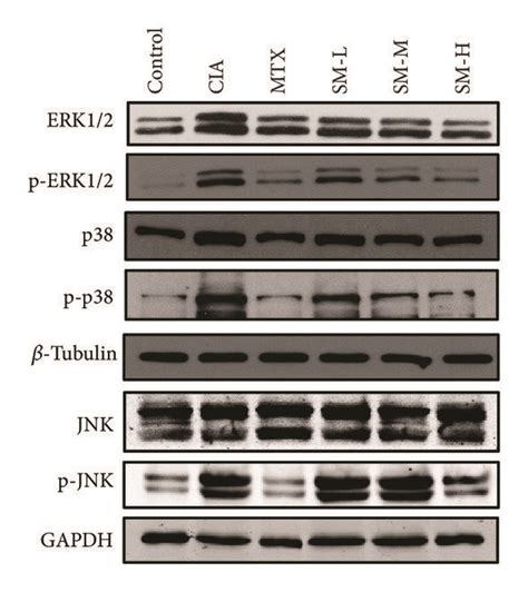 Sm Suppresses The Activation Of Mapk Signalling In The Synovial Tissues