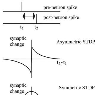 STDP Curves Showing Relationship Between Synaptic Weight Change And The