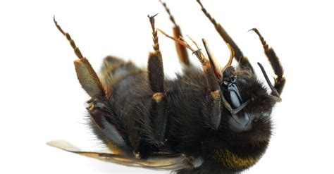 Pesticide Toxicity To Invertebrates And Pollinators Increasing In Gmo