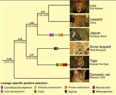 Feline Classification Vet Care Solution