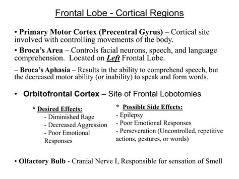 Physiology Of Cerebral Cortex Cerbral Cortex Ppt