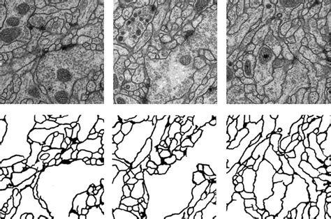 Sample Results Of Cell Structure Segmentation The First Row Shows