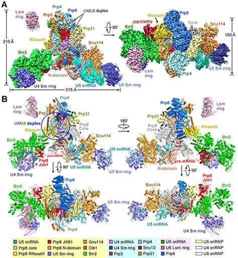 施一公研究组在《科学》发表论文报道剪接体组装过程重要复合物u4 U6 U5 Tri Snrnp的三维结构 清华科研院