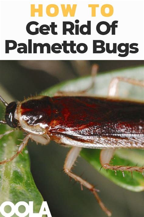 Palmetto Bug Vs Cockroach How To Get Rid Of This Southern Pest