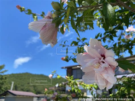青空に咲く白いムクゲの写真画像素材 5881002 Snapmartスナップマート