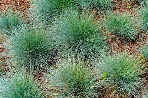 Dwarf Ornamental Grasses