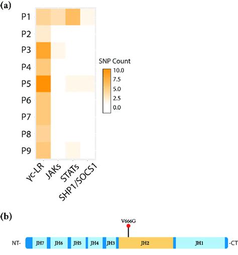 Identification Of The Jak1 V666g Mutation In An All Patient Sample A