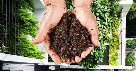 3 Easy Steps To Start Composting At Home SilverStreak