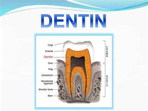 Histology Of Dentin Ppt