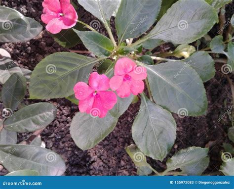 Pink Impatiens Walleriana Balsam Flower Nature Plants Trees Stock Image