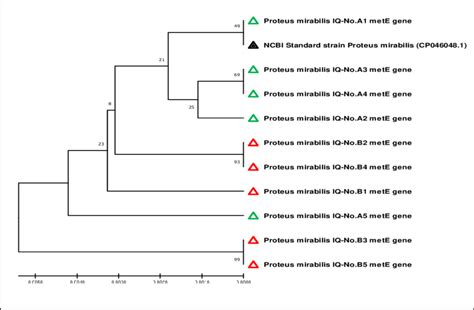 Phylogenetic Tree Analysis Based On Mete Gene Partial Sequence In