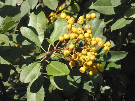 Yellow Fall Berries For Native Garden Planting