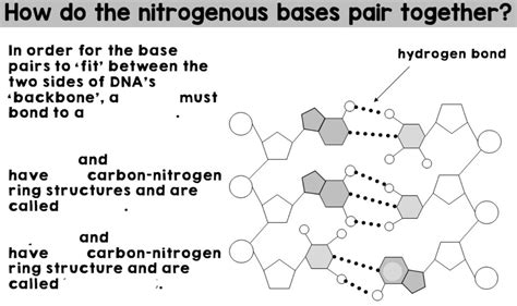 What Does Nitrogen Base Mean In Science At Isaac Dadson Blog