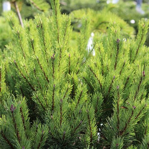 Dwarf Scotch Pine Ray Wiegand S Nursery And Garden Center