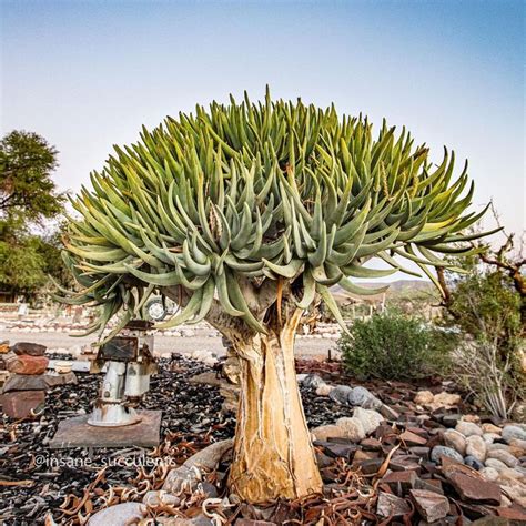 3 310 Me Gusta 21 Comentarios A Succulent Collecting Nerd Insane