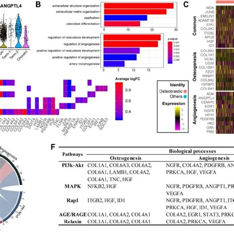 Functional Analysis For ALPL Hi Osteoblast Precursor A Violin Plots