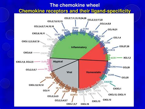 Ppt Role Of Chemokines Genetic Polymorphisms In Diseases Powerpoint