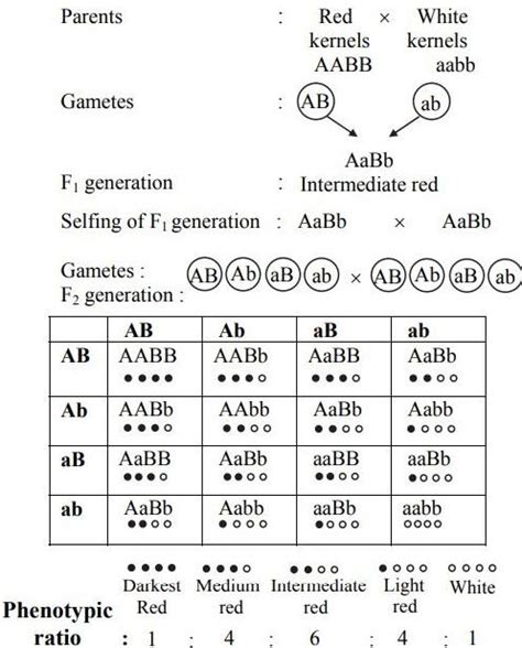 When A Wheat Variety Of Red Kernels Homozygous For Two Non Allelic And Independent Dominant