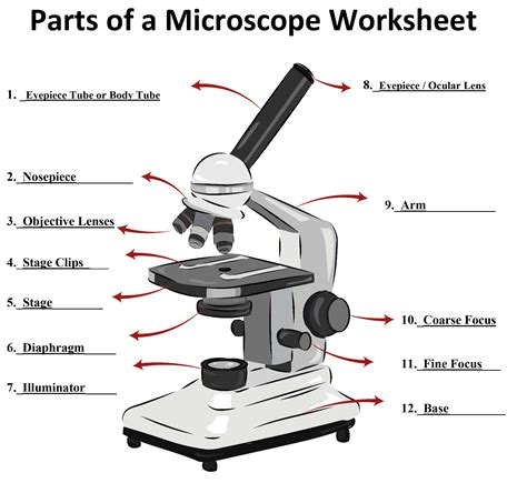 Labelled Diagram Of A Microscope And Their Functions Microsc
