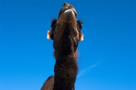 100 Free Camel Hump And Camel Images Pixabay