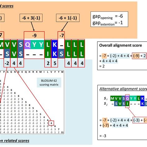 Scoring A Pairwise Alignment A Detailed Example Download Scientific