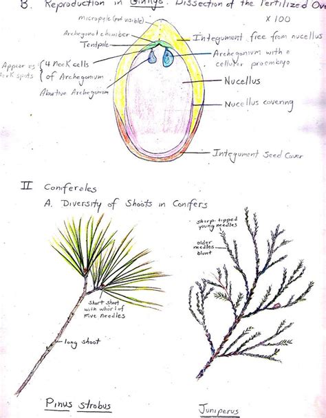 Coniferopsida Sketched By Gwen In 1980 Looking At Specimens During