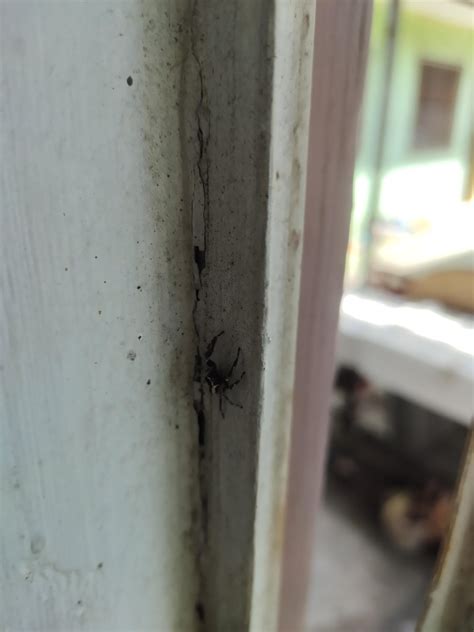 Identify This Spider Please Found In Cebu Philippines R Spiders