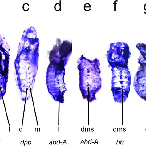 The Mrna Expression Patterns Of Five Developmental Genes Foreshadow The Download Scientific