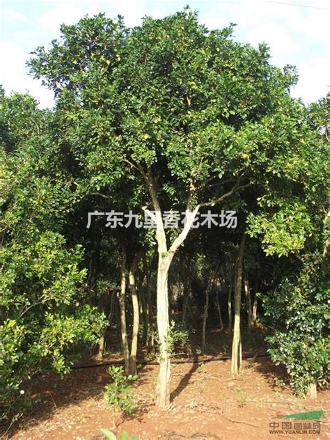 广东路边常见的绿化树广东路边常见的树常见绿化树品种的图第5页大山谷图库