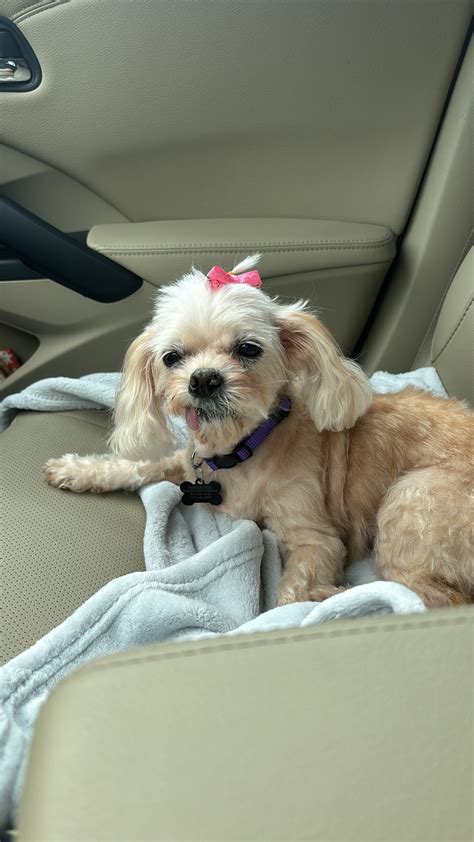 Esmeralda Doodle Rock Rescue Dallas Tx