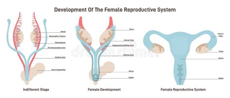 Sexual Differentiation Stock Illustrations 35 Sexual Differentiation
