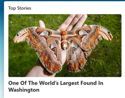 Eek An Atlas Moth What A Wretched Thing Lol R Acnh