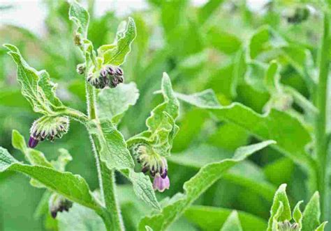 Three Tips For Growing Comfrey In The South Southern Seed Garlic