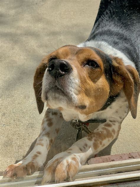 比格犬 狗 Pixabay上的免费照片 Pixabay