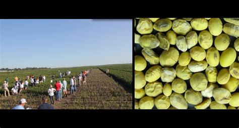 Crop Genetics Research Usda Ars