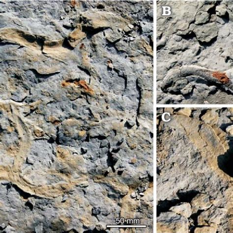 Trace Fossils And Modern Burrows That Render Some Similarities To Download Scientific Diagram