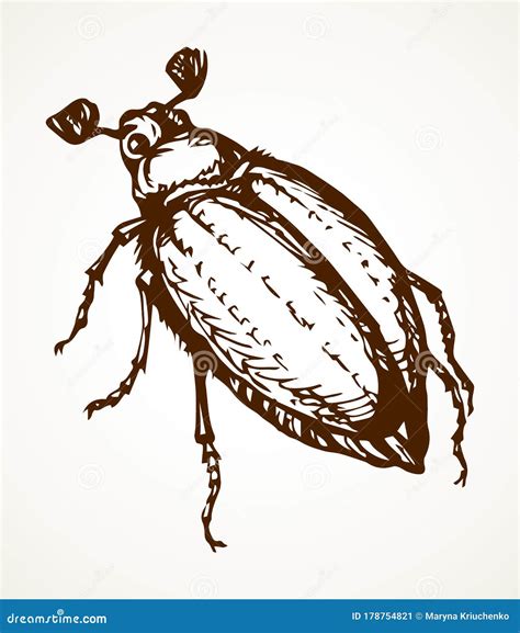 Chafer Vector Drawing Of A Big Beetle 174480383