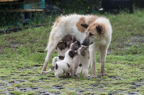 Perro Tailandés Alimentando Cachorros Foto Premium