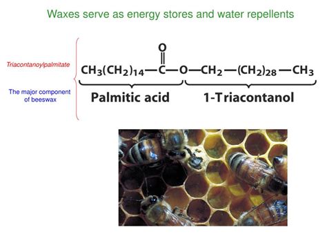 Ppt Chemistry 501 Handout 10 Lipids Chapter 10 Powerpoint