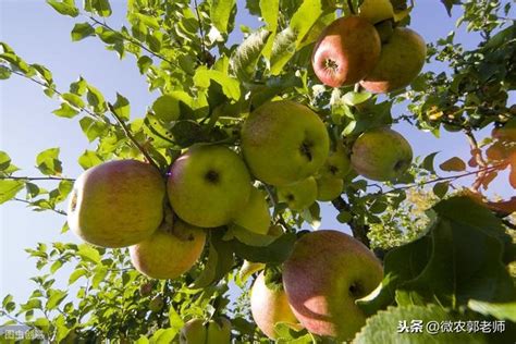 賣不掉！賣不動！蘋果批發市場發生了什麼？果商反映「果難賣」 每日頭條
