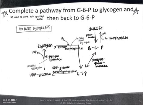 Glycogen Flashcards Quizlet