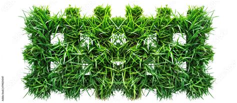 Checkerboard Pattern Of Alternating Variegated And Solid Green Mondo