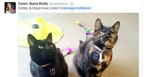 Котки се обединиха срещу Brexit галерия
