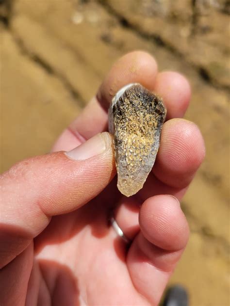 Did I Actually Find Fossilized Bone 🤞🏼 R Fossils