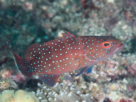Coral Trout Species How To Id All 7 Types Photo Guide