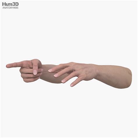 Female Hands Finger Point 3d Model Anatomy On Hum3d
