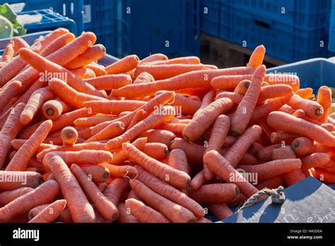 Carrots Fresh Organic Carrots Background Market Crates In Blue Stock