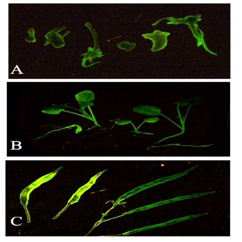 Detection Of Gfp Fluorescence In The Life Cycle Of Canola A Canola
