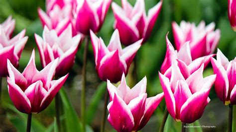 美しいチューリップの花、windows 8のテーマのhd壁紙 1 1366x768 壁紙ダウンロード 美しいチューリップの花