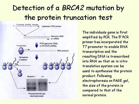 Single Strand Conformation Polymorphism Sscp Definition Sscp Is The
